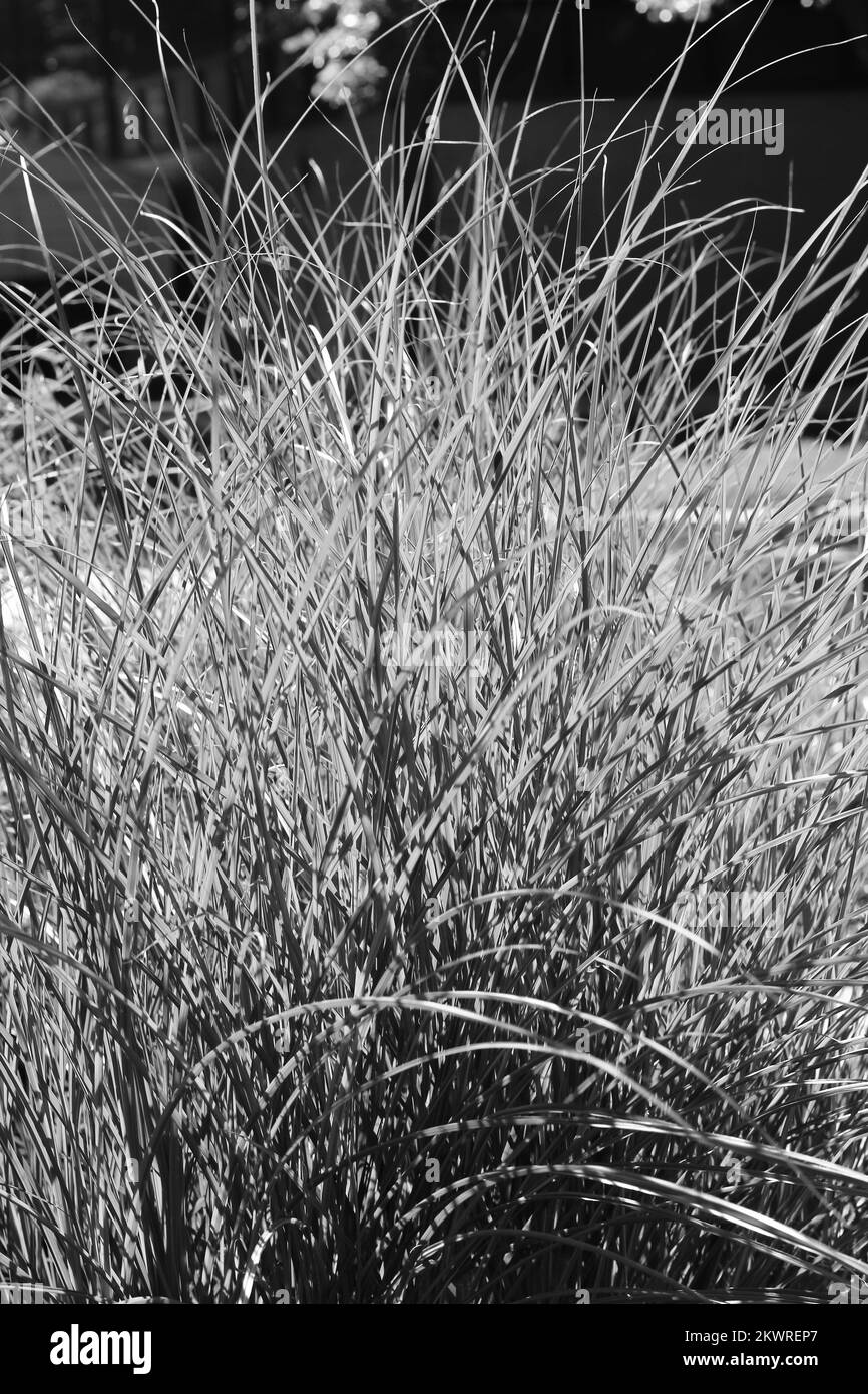 Grassy bush growing in the bright sunny meadowin a black and white ...