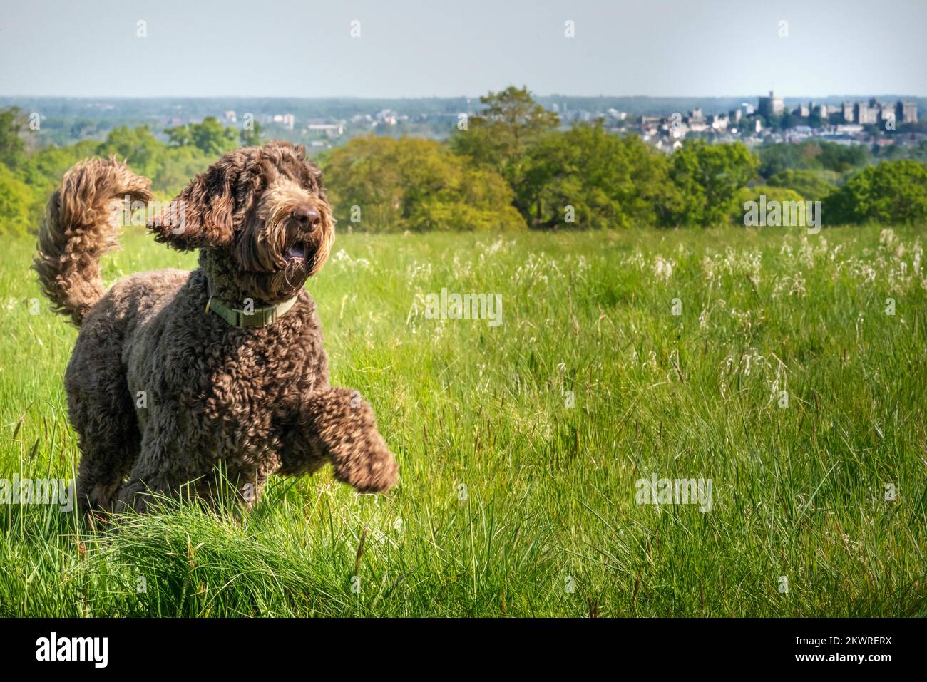 Labradoodle in green field hi-res stock photography and images - Alamy