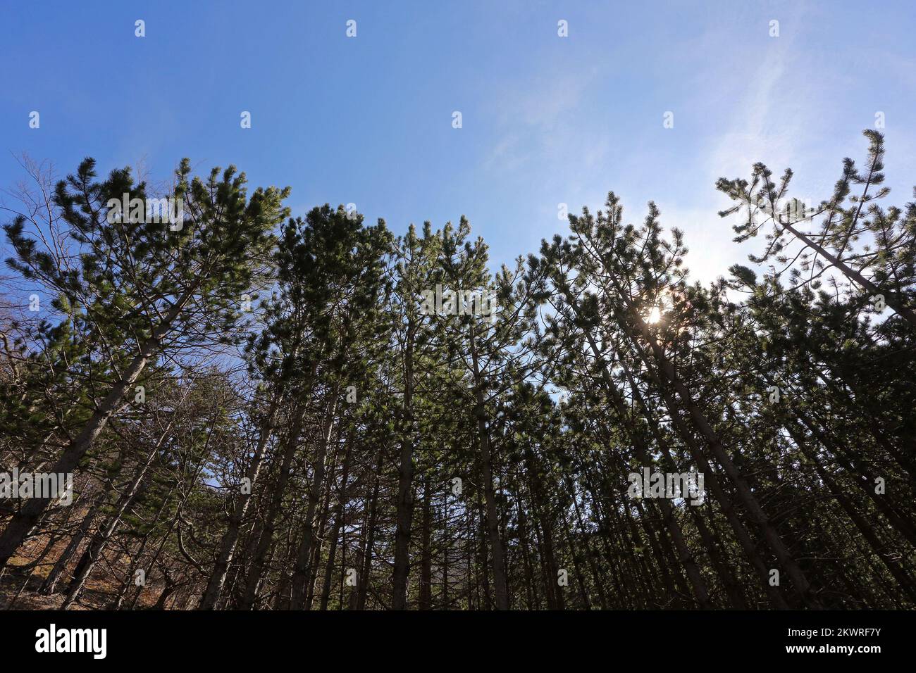 16.03.2014., Croatia, Southern Velebit - Melting snow on the southern ...