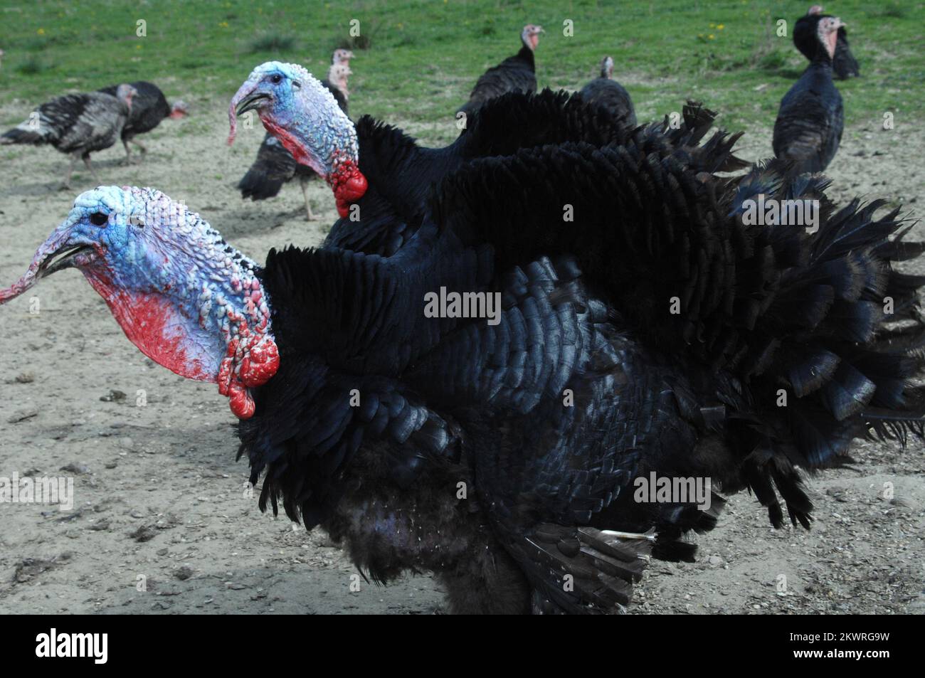 01.04.2014., Croatia, Bjelovar - Domestic turkey is a large bird from ...