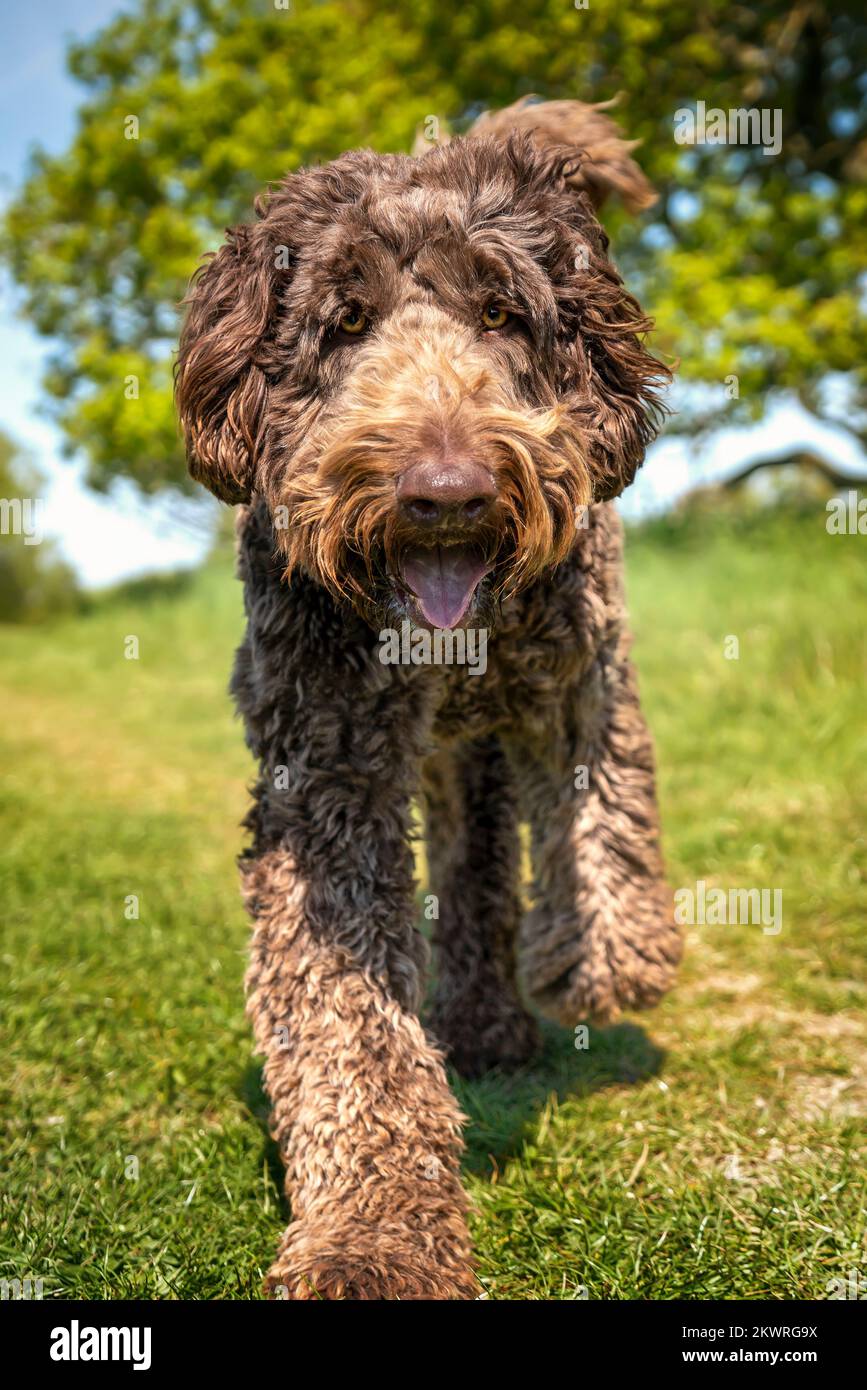 Big Giant Brown Labradoodle walking directly towards the camera with a ...