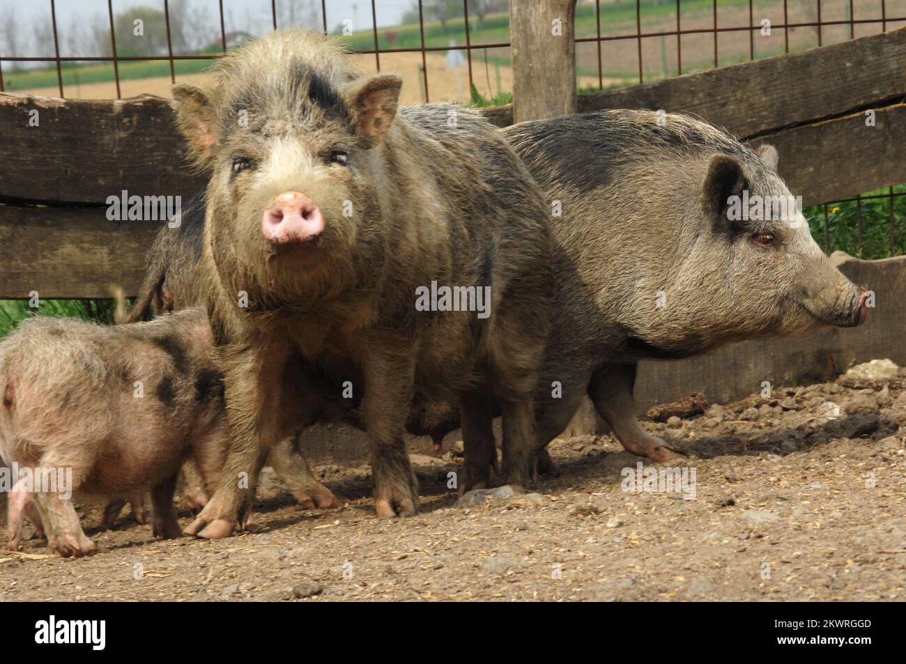 01.04.2014., Bjelovar, Croatia - Danijel Platisa breeds the smallest ...