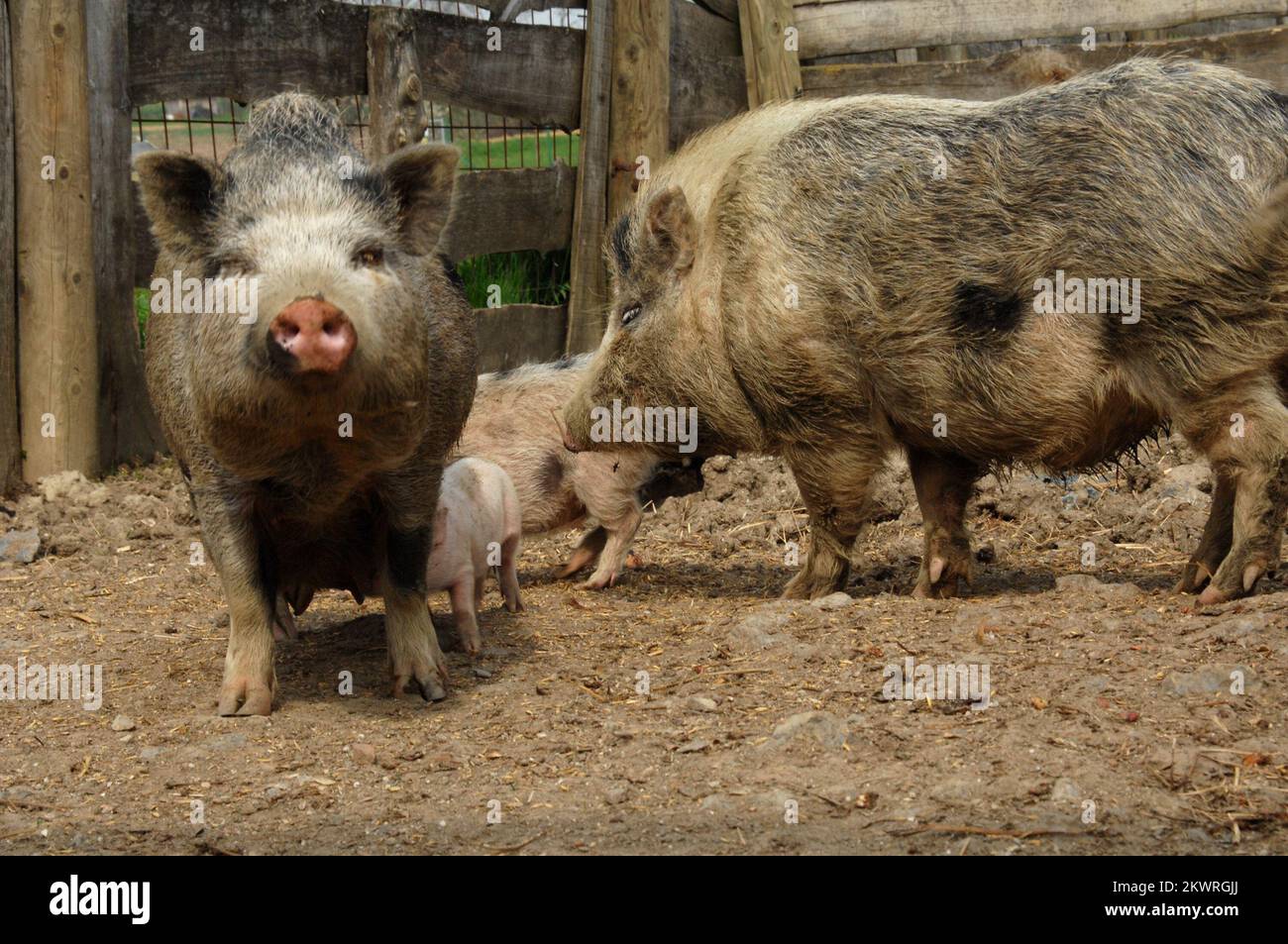 01.04.2014., Bjelovar, Croatia - Danijel Platisa breeds the smallest ...