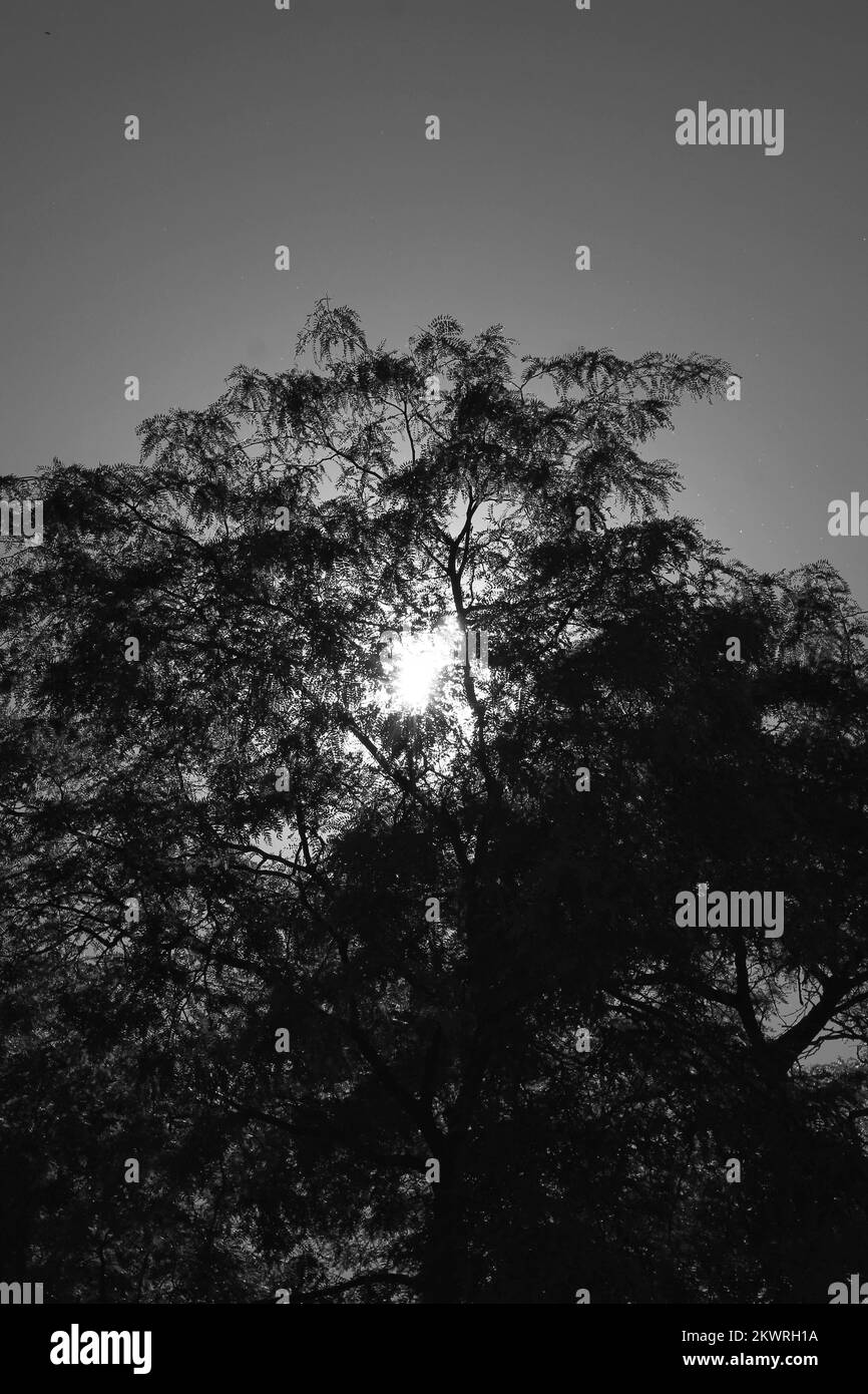 The evening sun setting behind the trees in a black and white ...