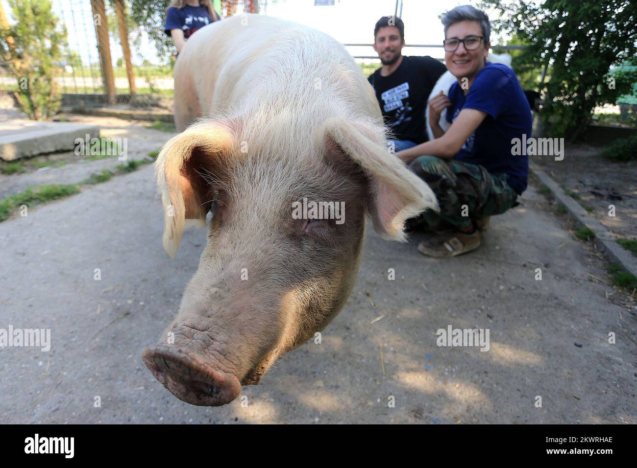 Volunteers of Osijek asylum for dogs received a call from a nearby farm ...