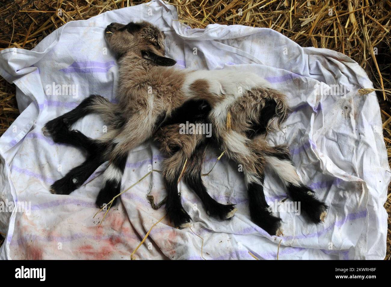 A goat with eight legs has been born on a farm in Kutjevo, Croatia ...