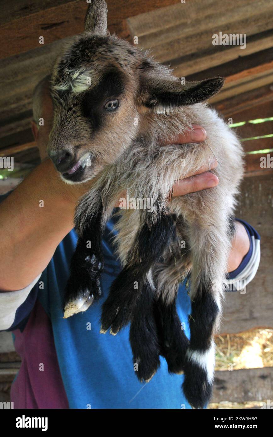 Kutjevo croatia hi-res stock photography and images - Alamy