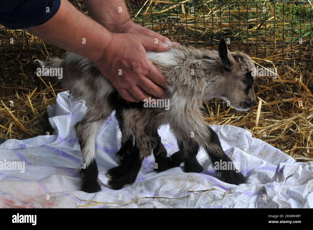 Kutjevo croatia hi-res stock photography and images - Alamy