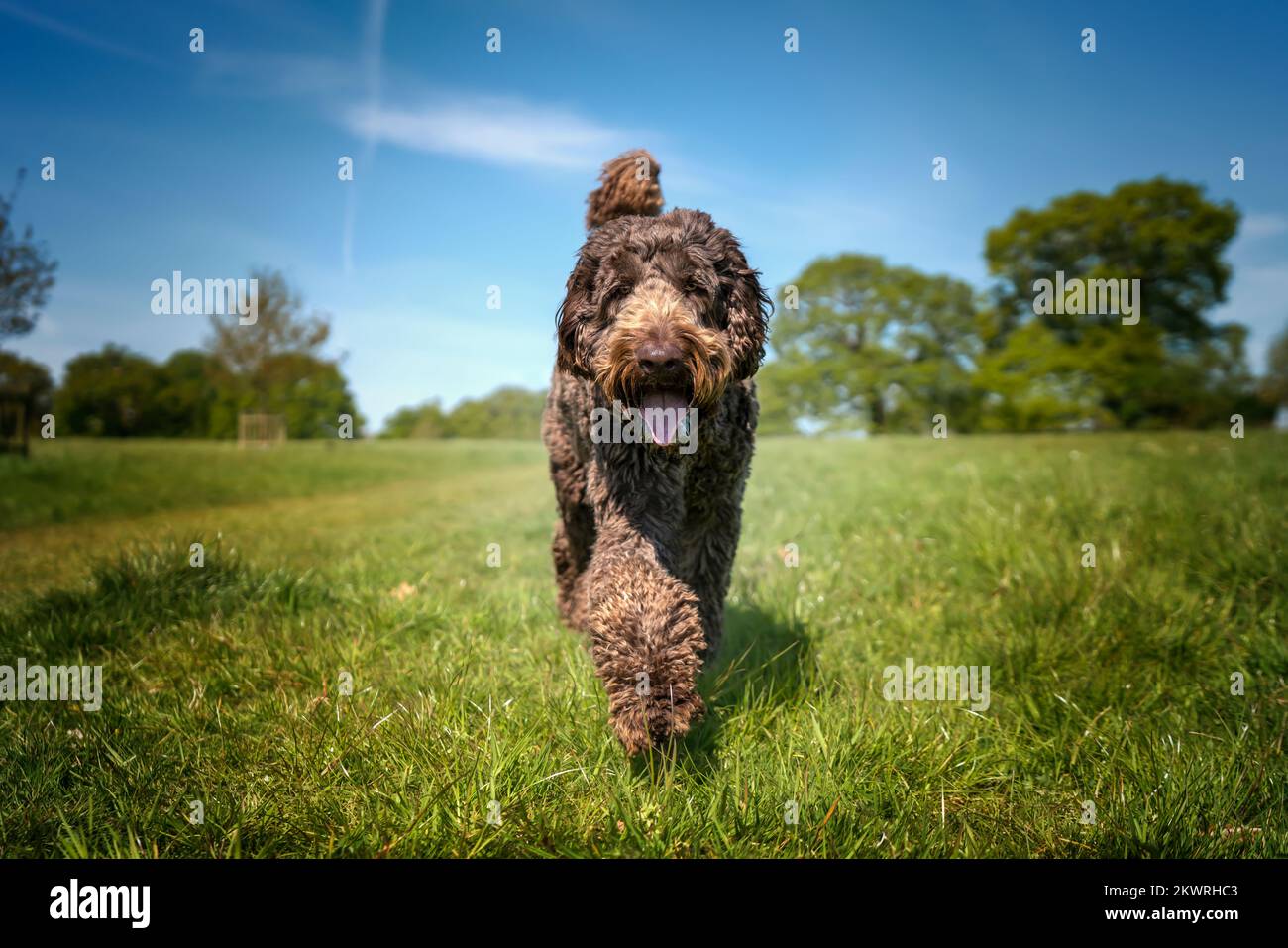 Big Giant Brown Labradoodle walking directly towards the camera with a ...