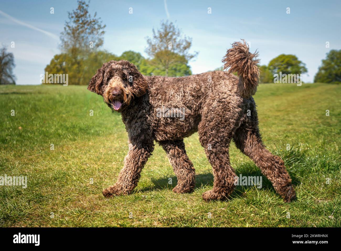 Big Giant Brown Labradoodle walking and looking directly towards the ...