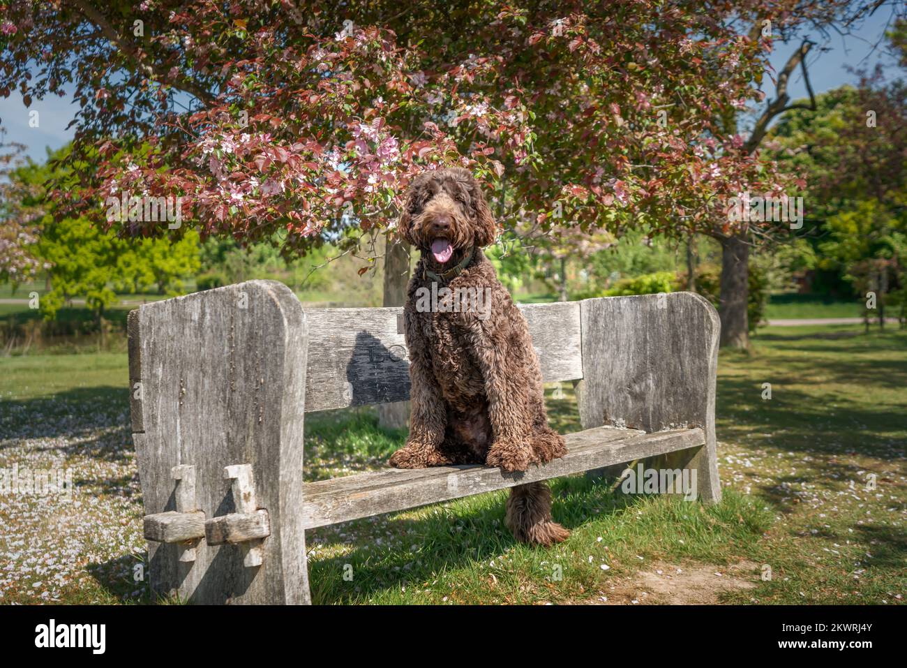 Big Giant Brown Labradoodle sitting on a bench and looking towards the ...