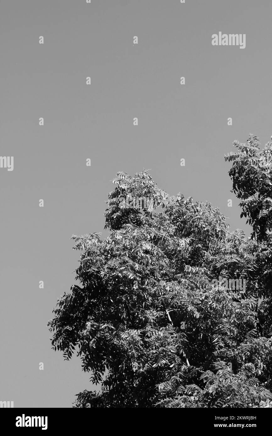 A leafy tree standing against a clear sky in a black and white ...