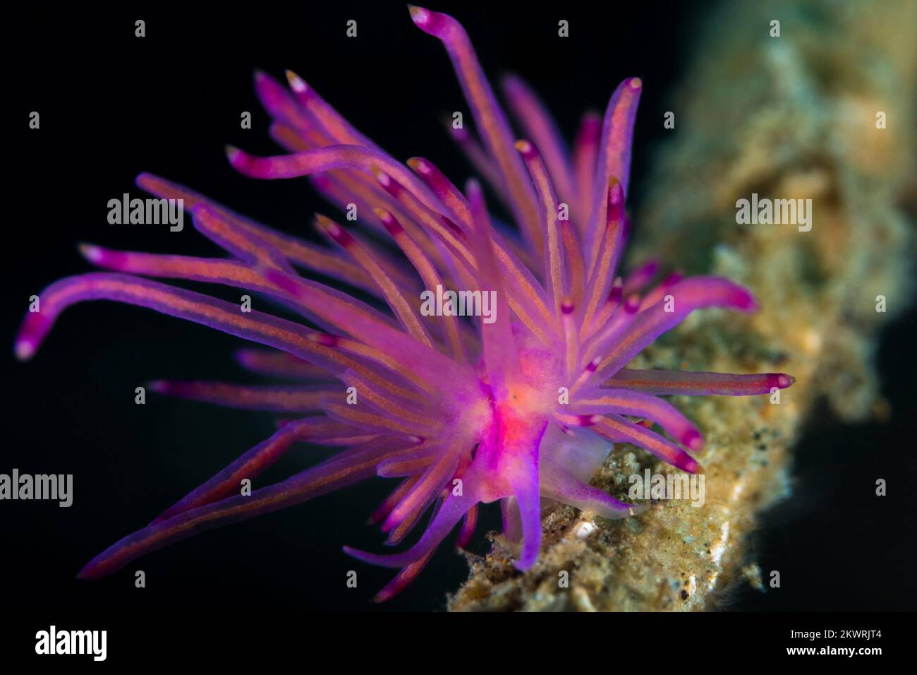 Pink sea slug hi-res stock photography and images - Alamy