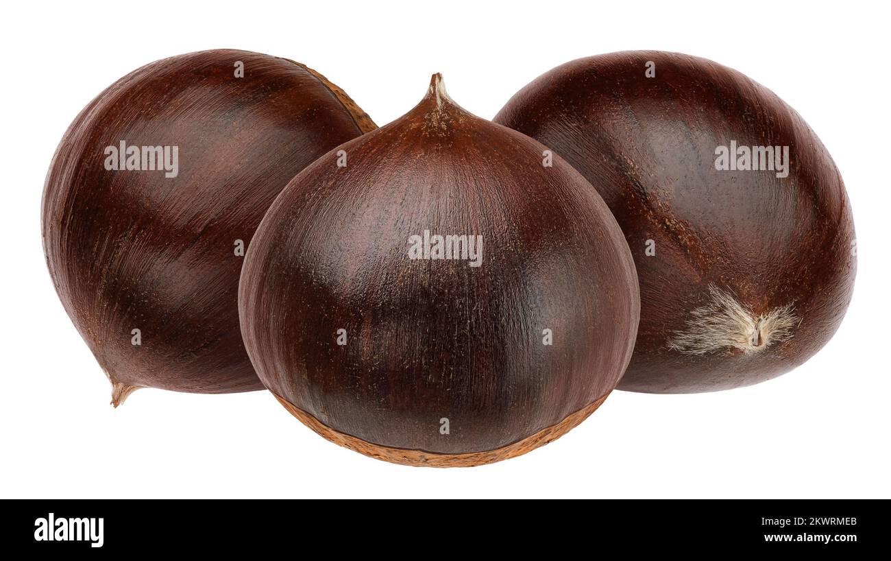 Chestnut isolated on white background Stock Photo - Alamy
