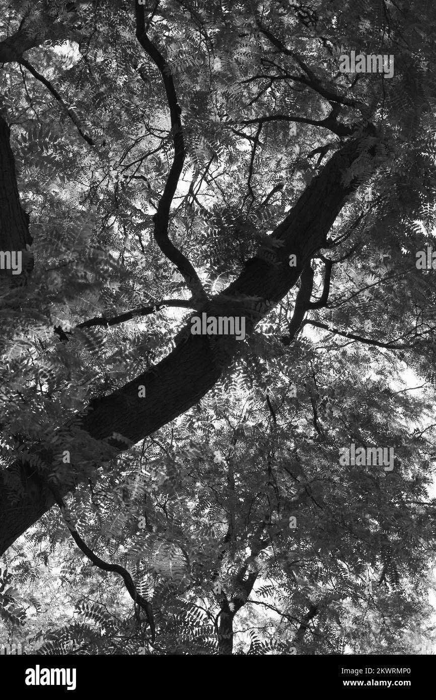 A strong tree branch full of leaves in a black and white monochrome ...