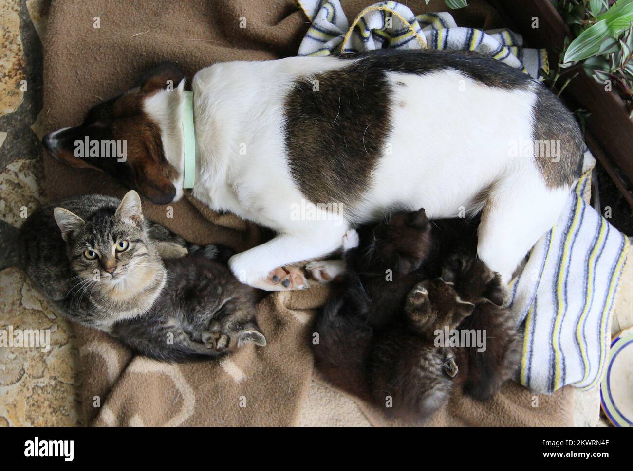 Zvjezdana hi-res stock photography and images - Alamy