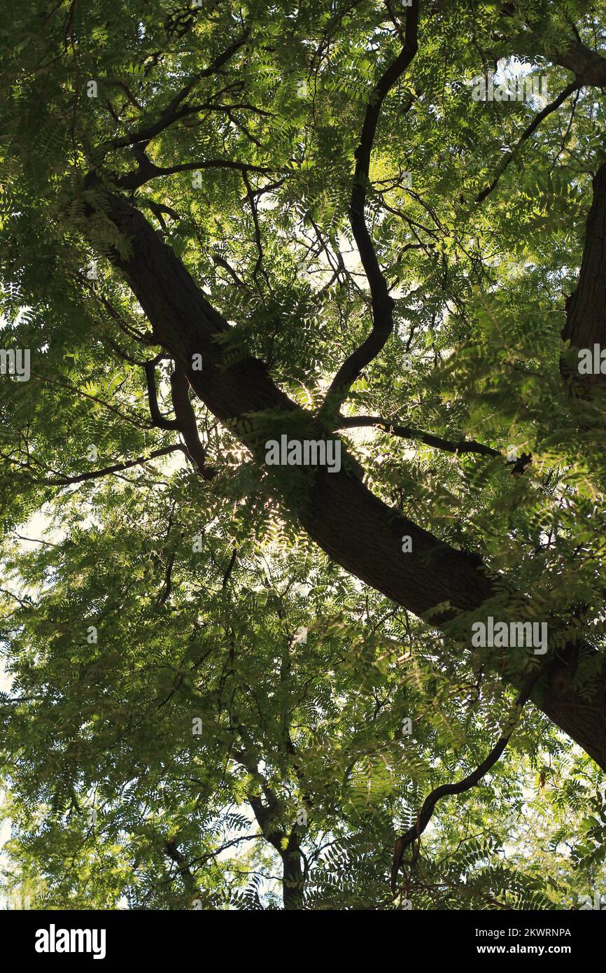 A strong tree branch full of leaves Stock Photo - Alamy