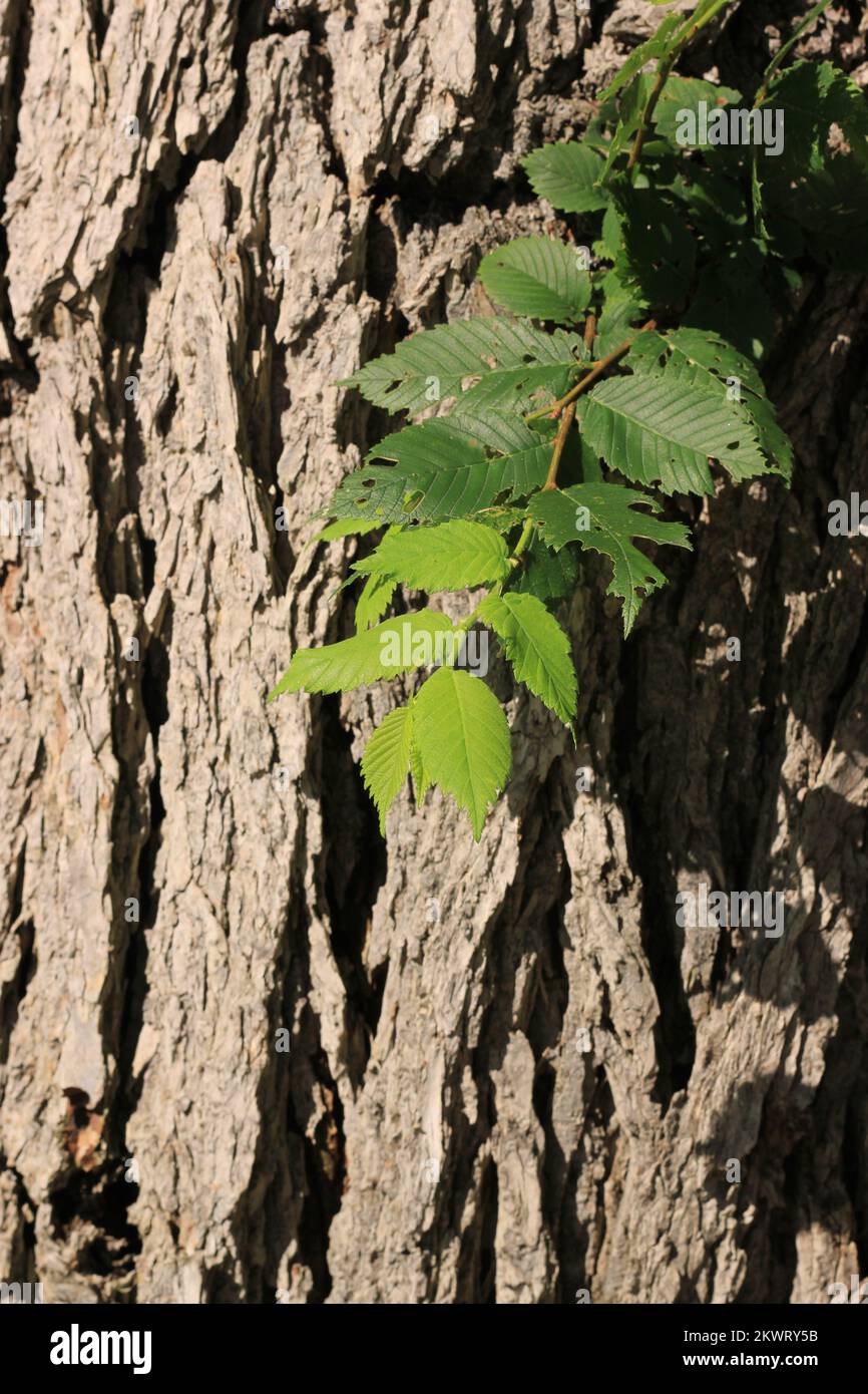 Common tree vine hi-res stock photography and images - Alamy