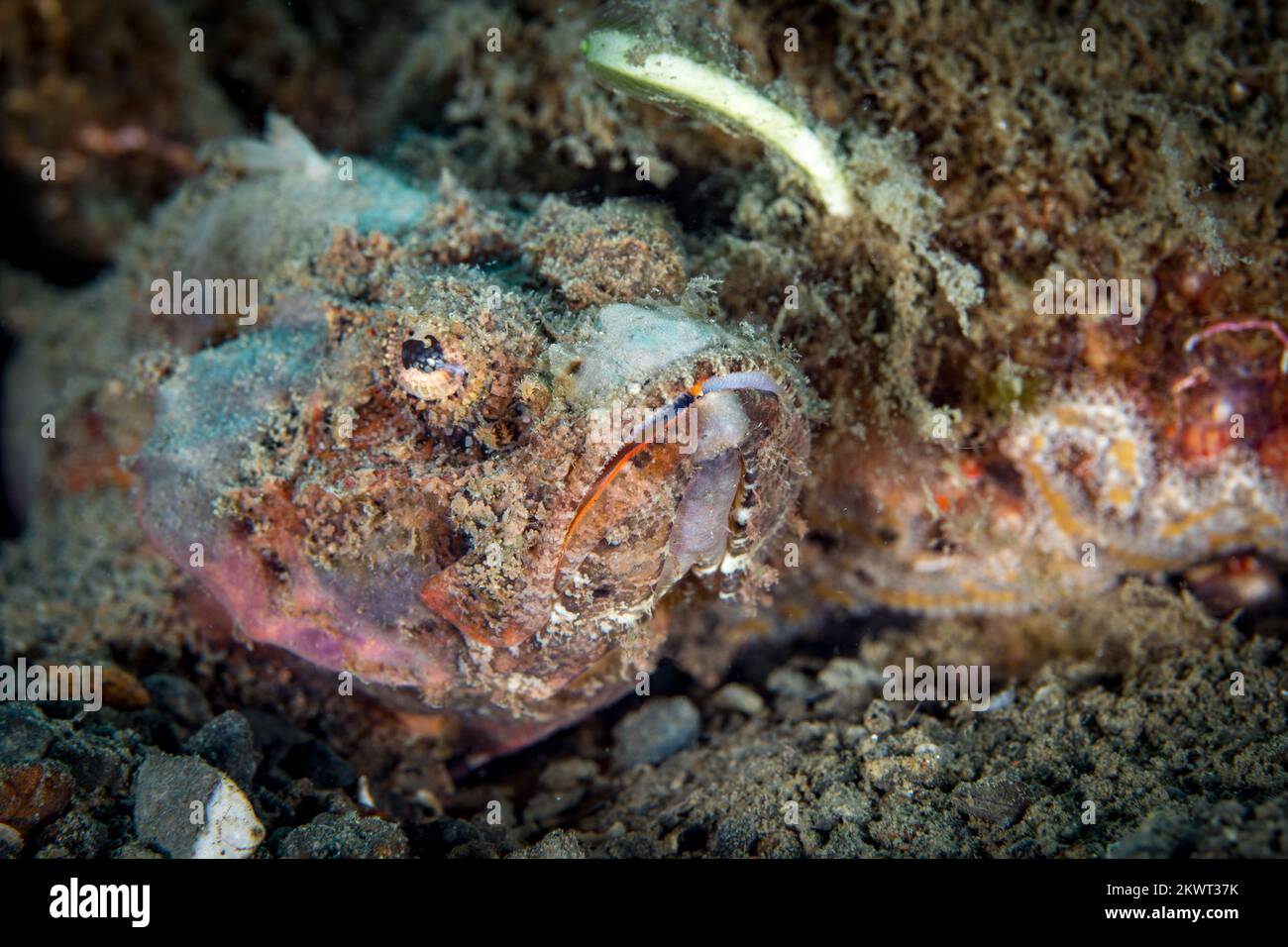 Beautiful detail on scorpionfish skin as it camouflages in with its ...