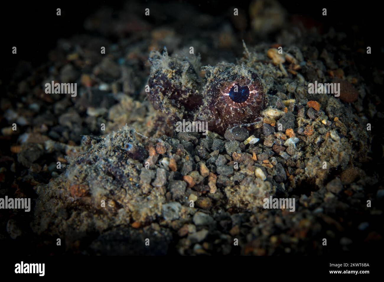 Beautiful detail on scorpionfish skin as it camouflages in with its ...
