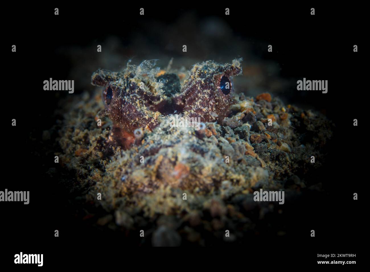 Beautiful detail on scorpionfish skin as it camouflages in with its ...