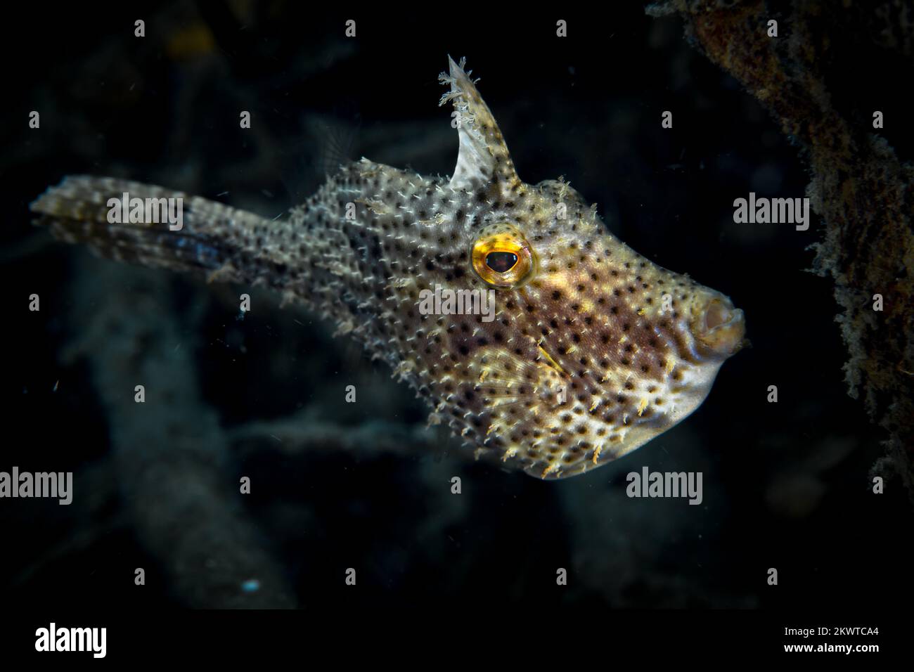 Juvenile filefish swimming above healthy coral reef Stock Photo - Alamy