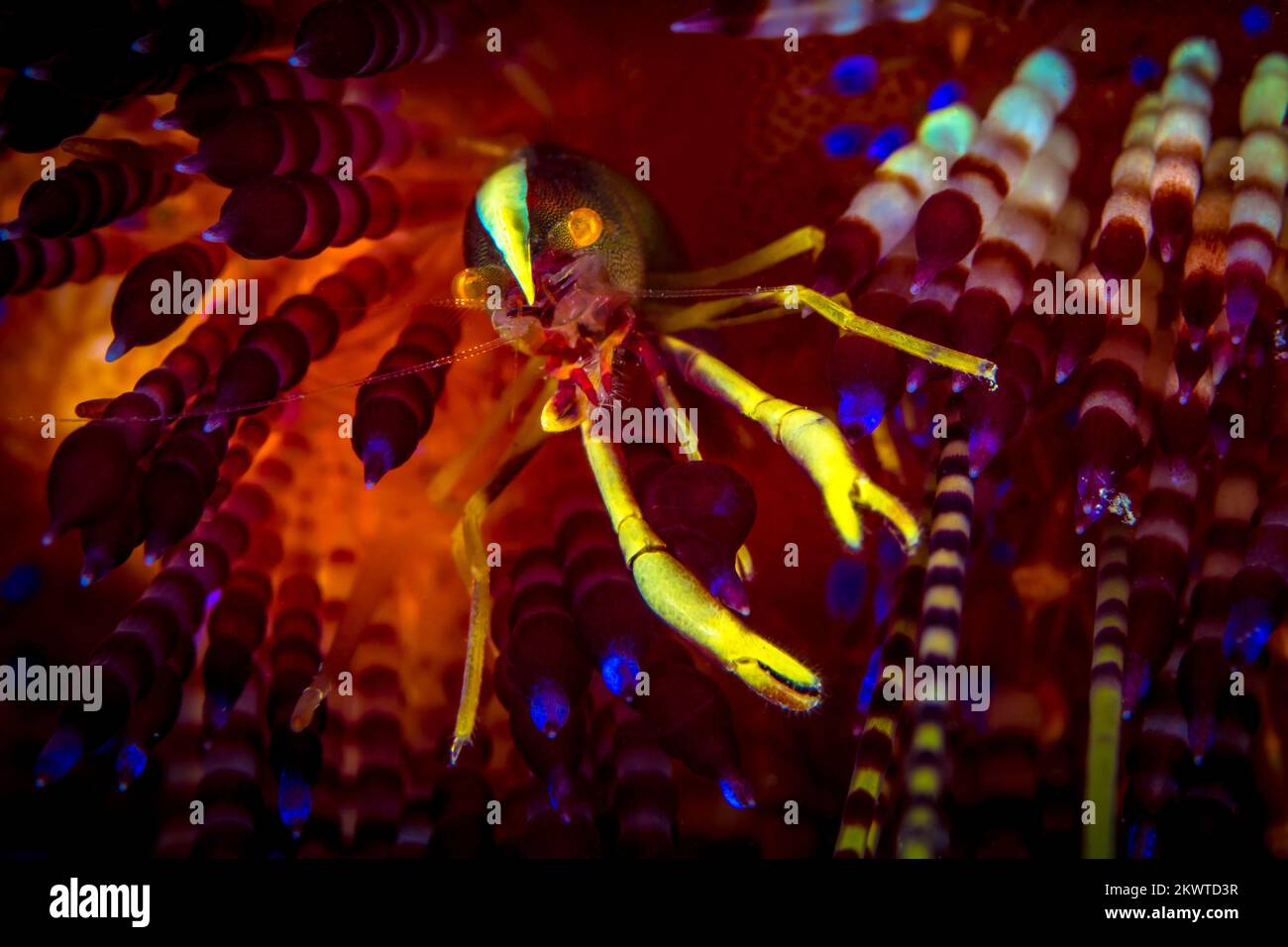 Colourful reef shrimp on healthy coral reef in the Indo Pacific Stock ...