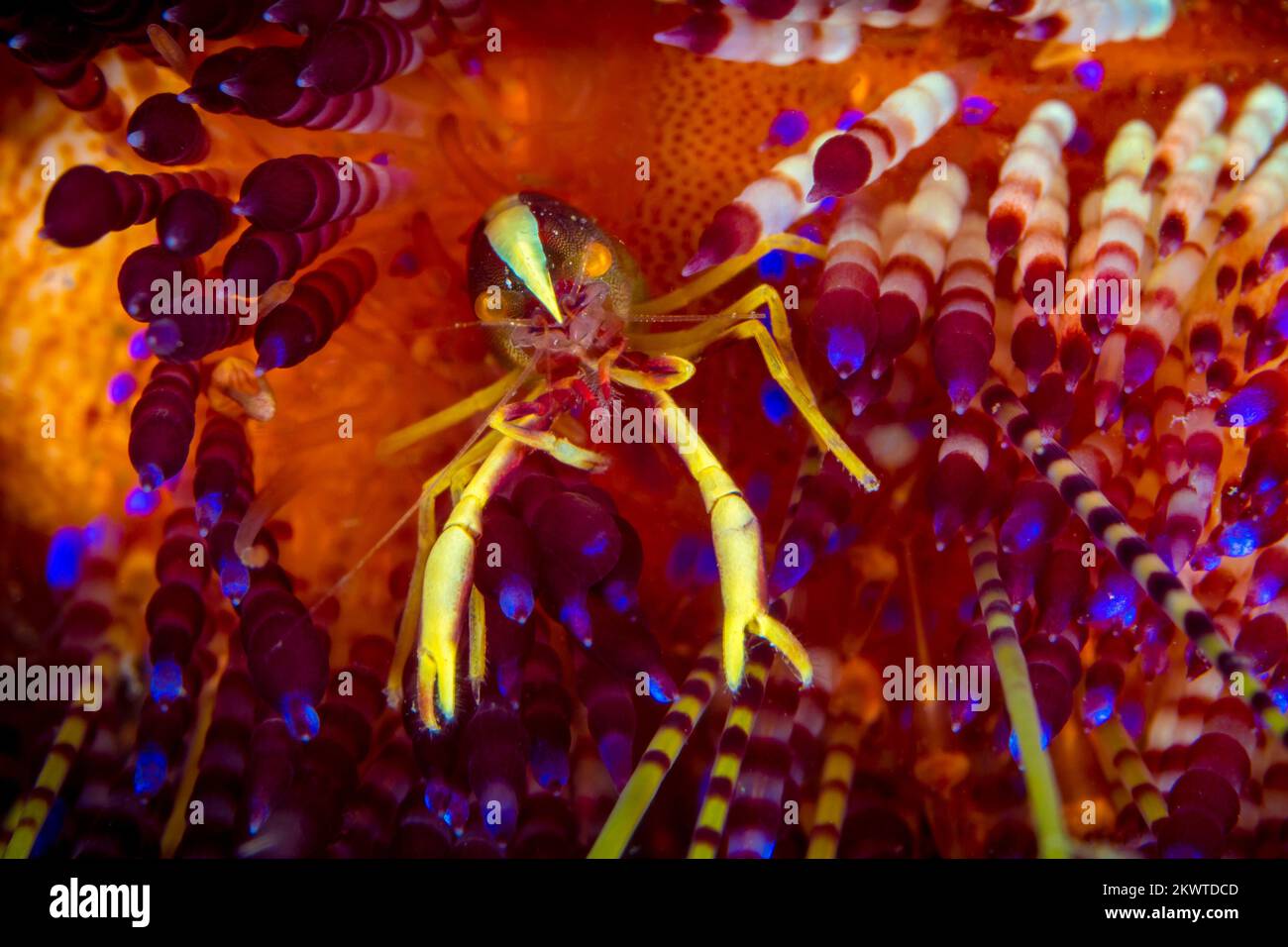 Colourful reef shrimp on healthy coral reef in the Indo Pacific Stock ...
