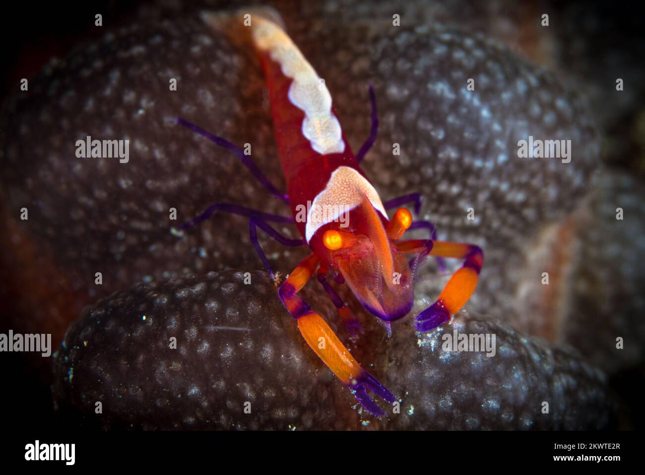 Colourful reef shrimp on healthy coral reef in the Indo Pacific Stock ...