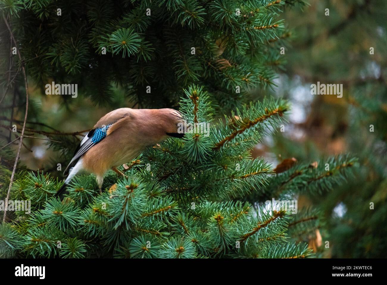 Close-up of Eurasian Jay, birds in wildlife, outdoor photo Stock Photo ...