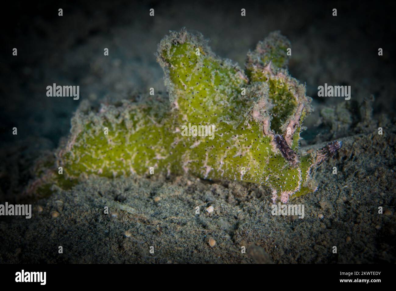 Cryptic nudibranch sea slug camouflages in with its surroundings on ...