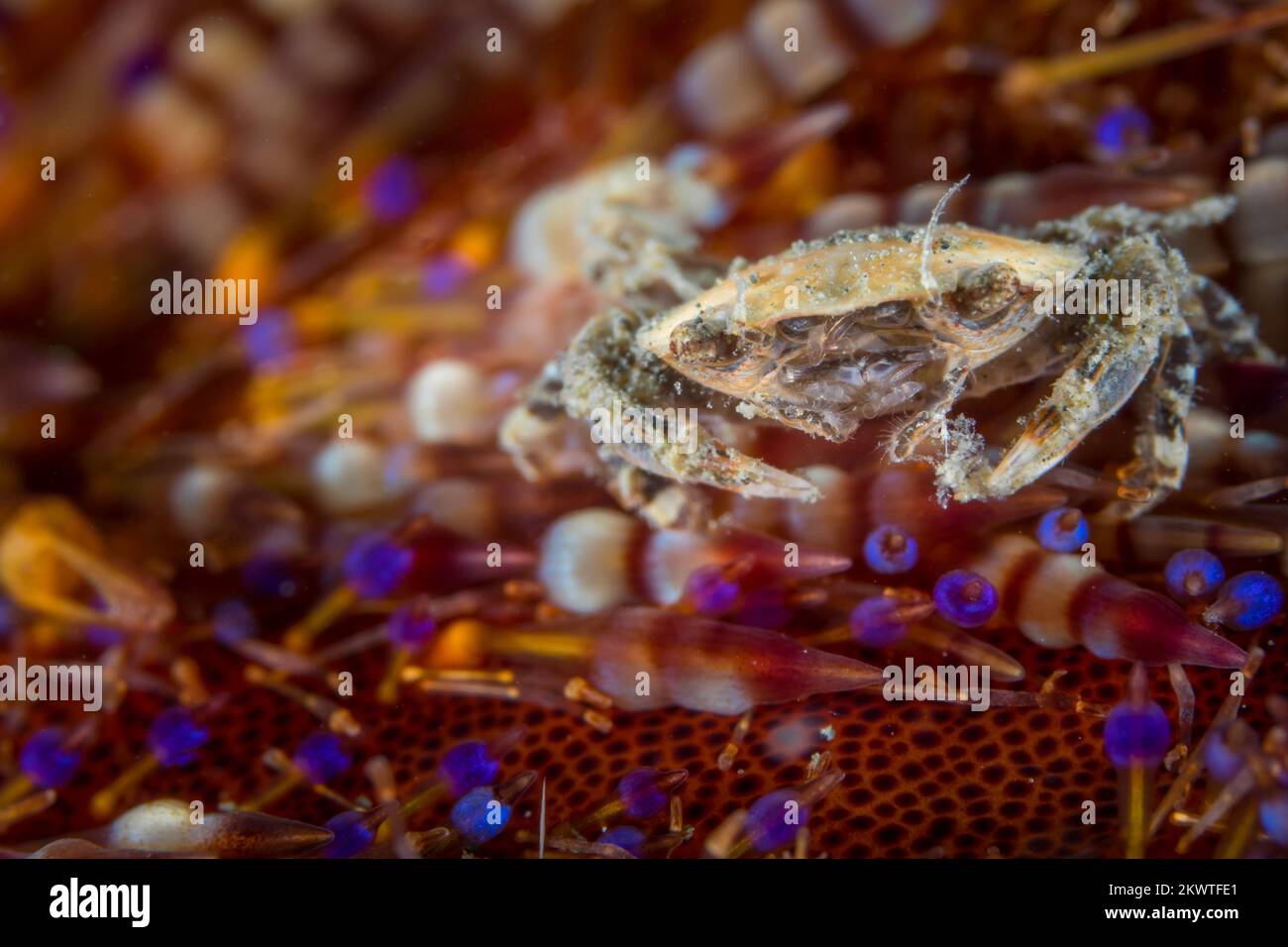 Colorful coral reef crab on scuba diving site in the pacific Ocean ...