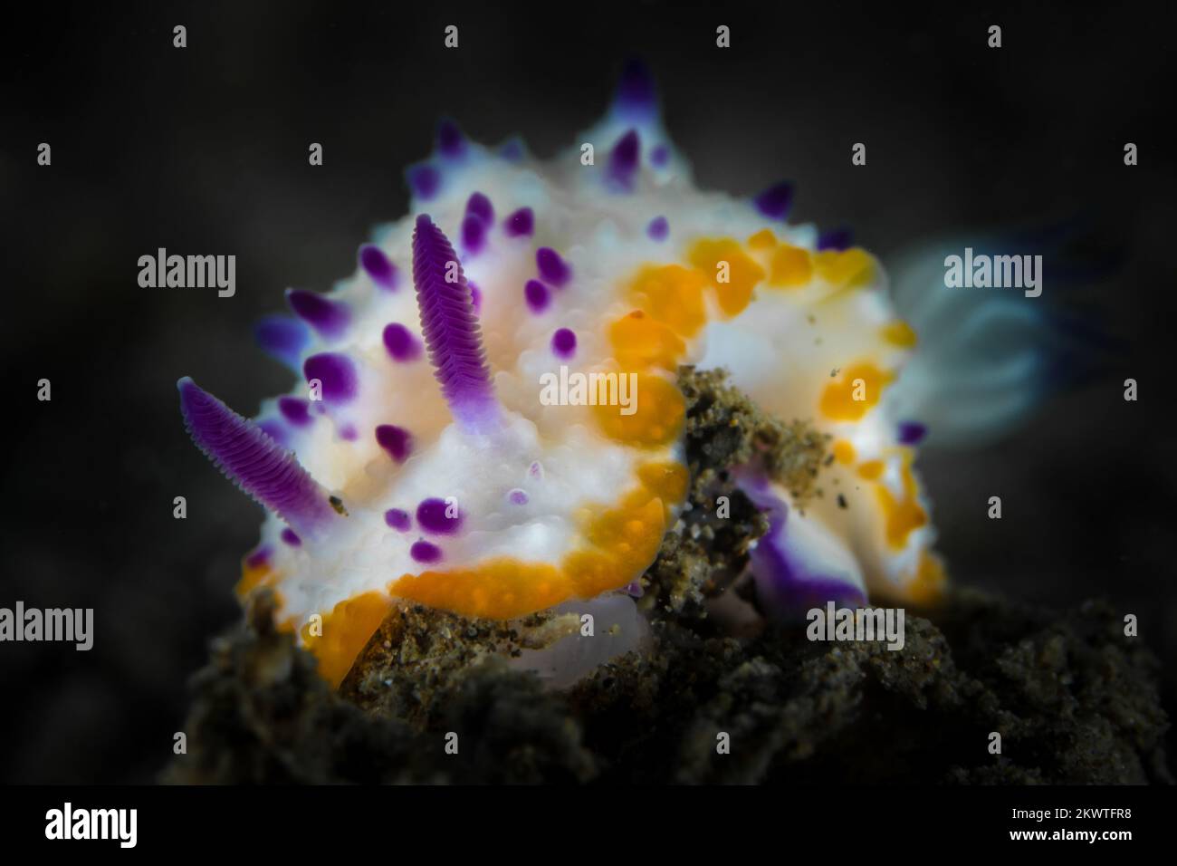 Colorful nudibranch sea slug crawling above coral reef in the Indo ...