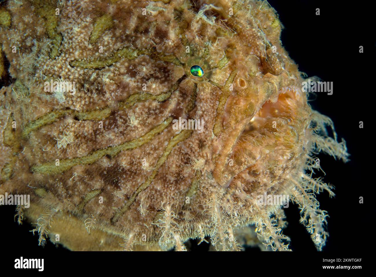 Shaggy frogfish camouflaging incredibly well with its surroundings at ...
