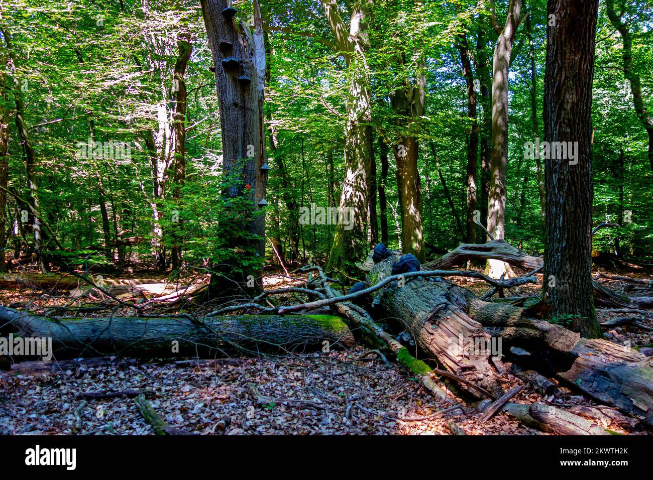 Forest scenery with dead trees Stock Photo - Alamy