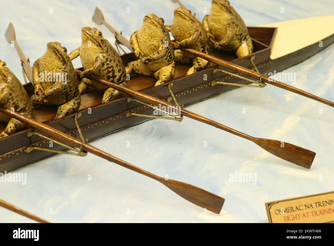 18.07.2015., Split, Croatia - Froggyland, a world famous stuffed frog ...