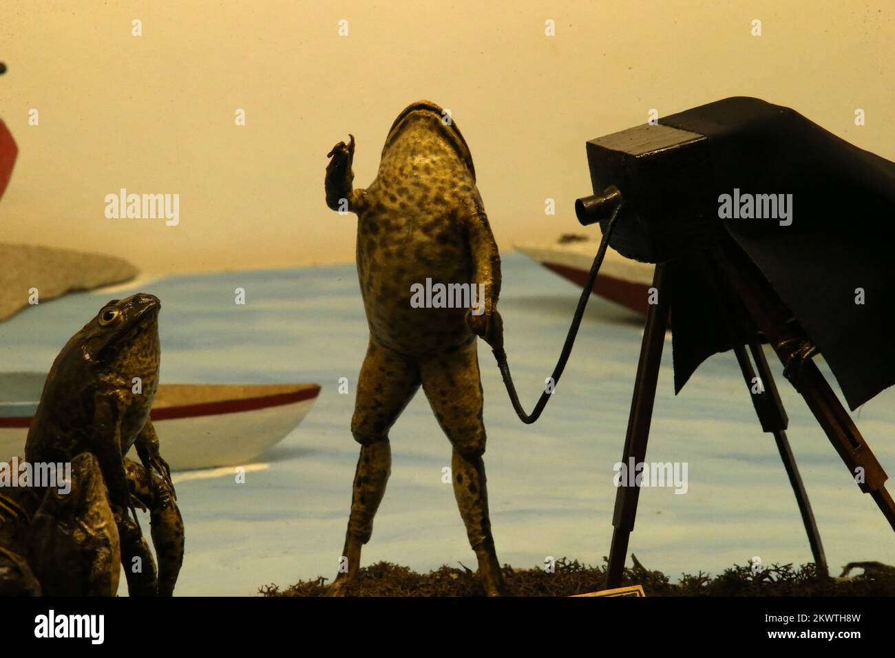 18.07.2015., Split, Croatia - Froggyland, a world famous stuffed frog ...