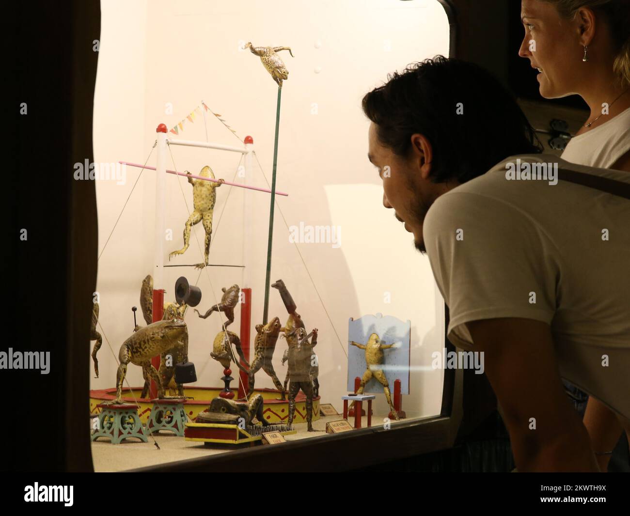 18.07.2015., Split, Croatia - Froggyland, a world famous stuffed frog ...