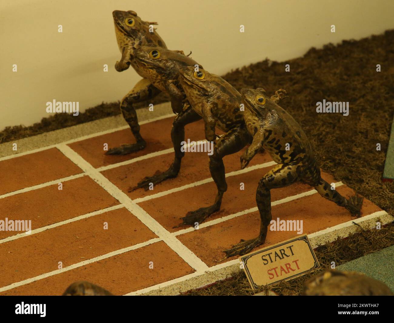 18.07.2015., Split, Croatia - Froggyland, a world famous stuffed frog ...