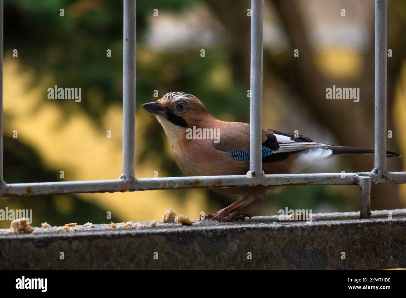 Close-up of Eurasian Jay, birds in wildlife, outdoor photo Stock Photo ...