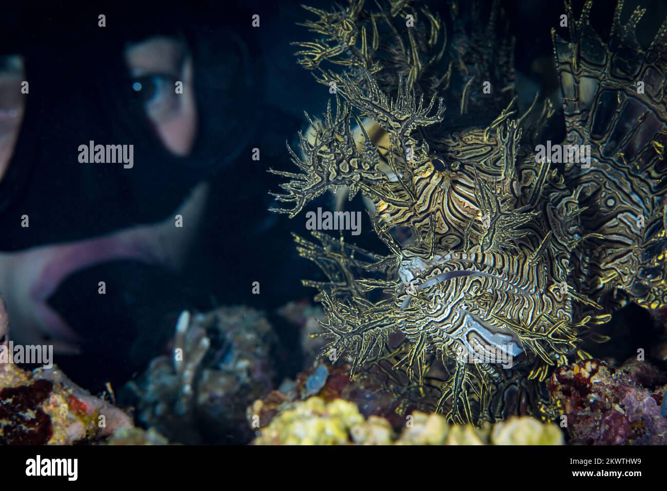 YScuba diver looking at rare Yellow Lacey Rhiopias scorpionfish on ...