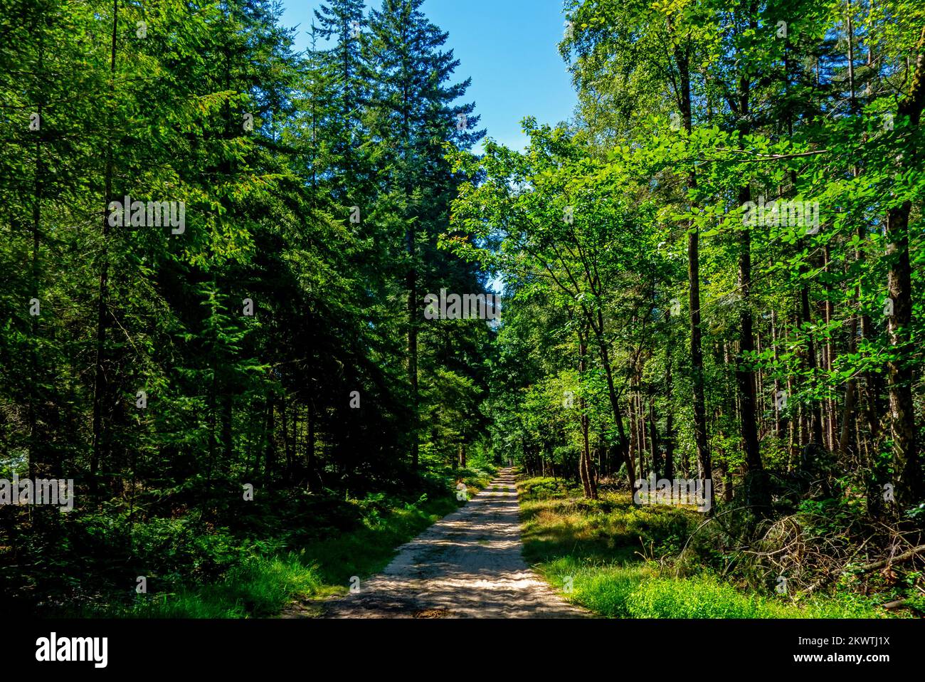 Forest scenery of the Veluwe, Netherlands Stock Photo - Alamy