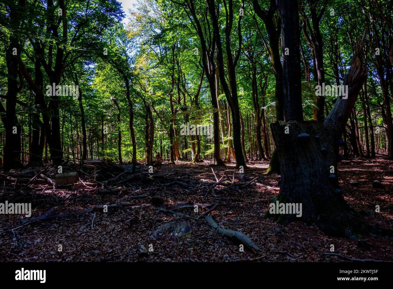 Forest scenery with dead trees Stock Photo - Alamy