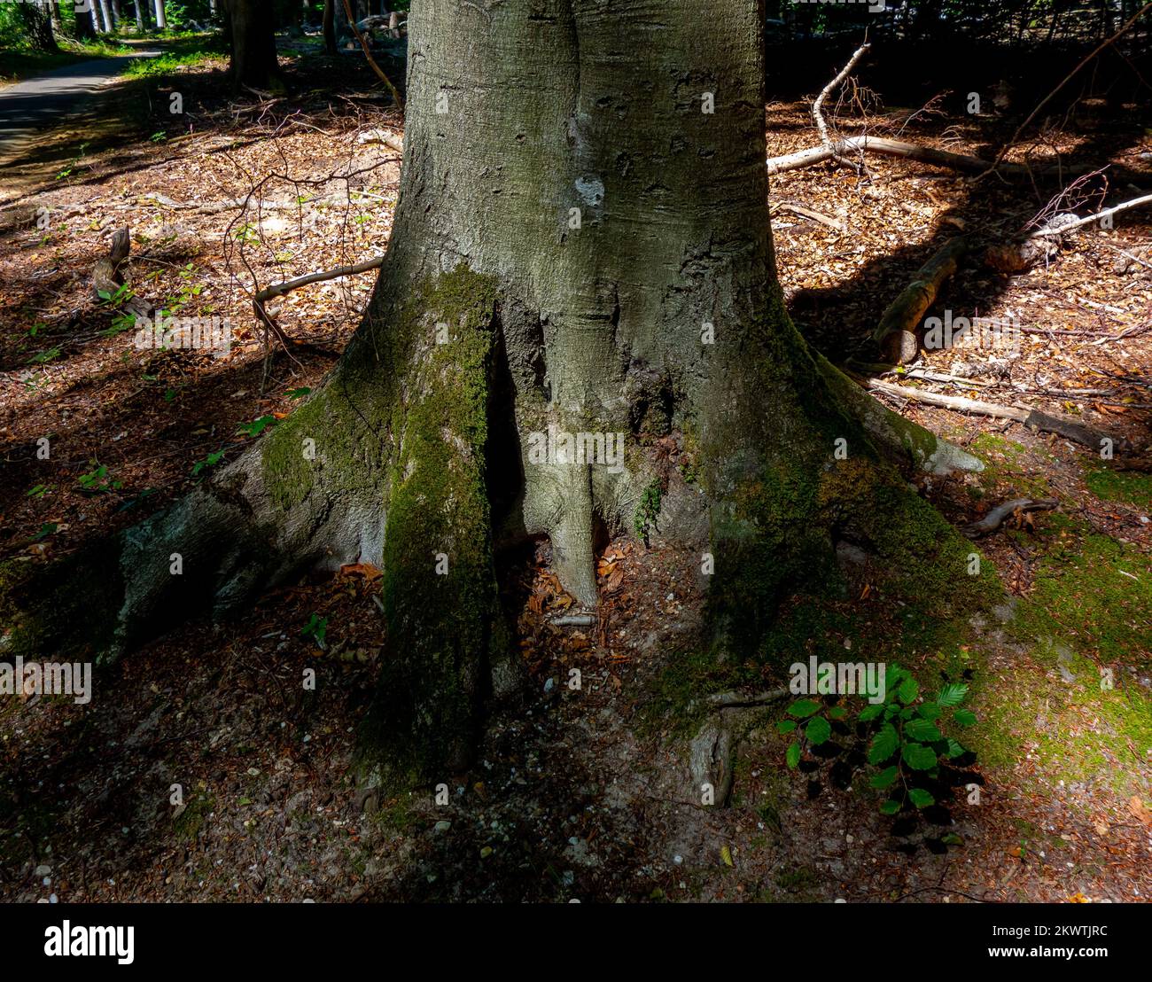 Foot of a beech tree with mosses Stock Photo - Alamy