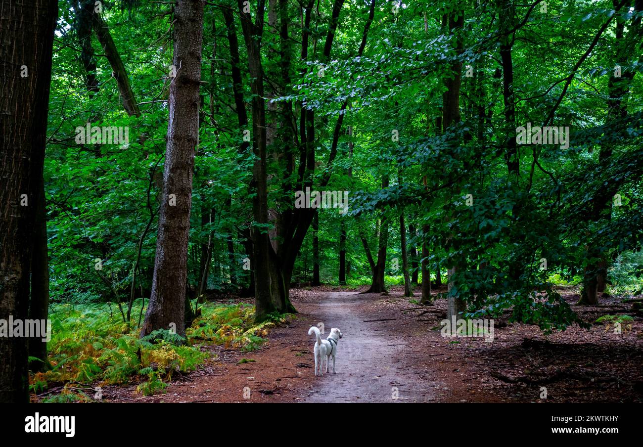 Forest scenery with a young white dog Stock Photo - Alamy
