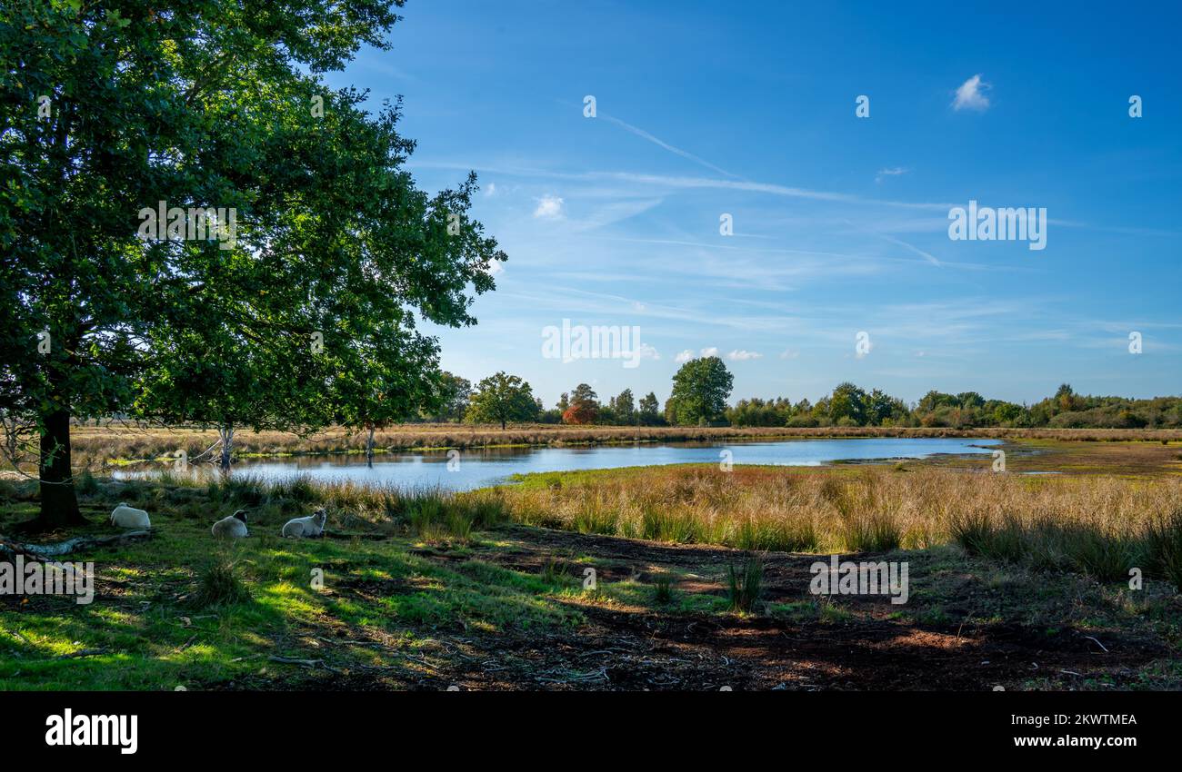 Pool with sheep in a marshland in Bargerveen, Netherlands Stock Photo ...
