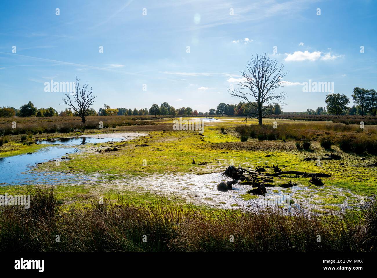 Swamp in a marshland in Bargerveen, Netherlands Stock Photo - Alamy
