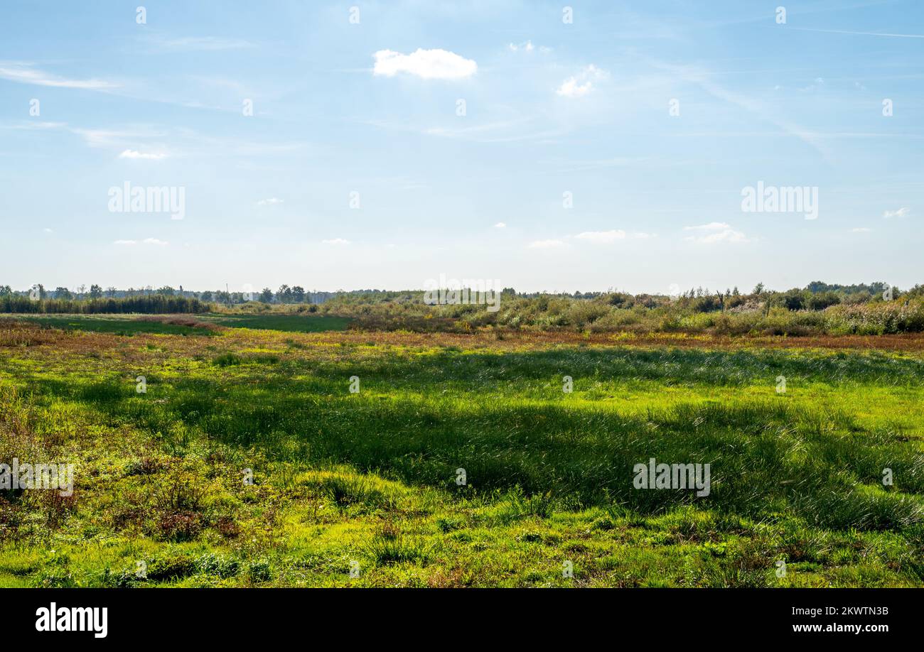 Swamp in a marshland in Bargerveen, Netherlands Stock Photo - Alamy