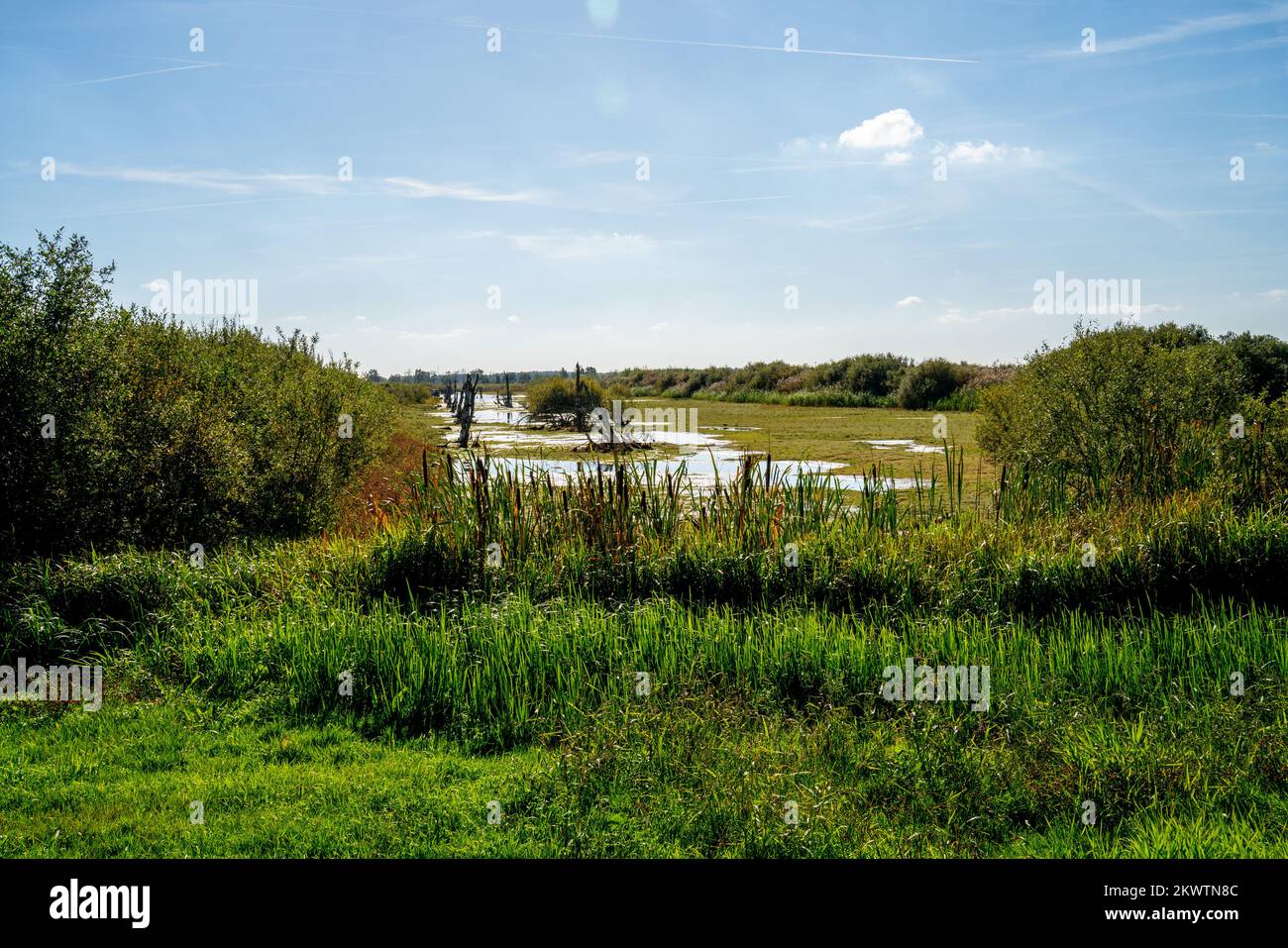 Swamp in a marshland in Bargerveen, Netherlands Stock Photo - Alamy