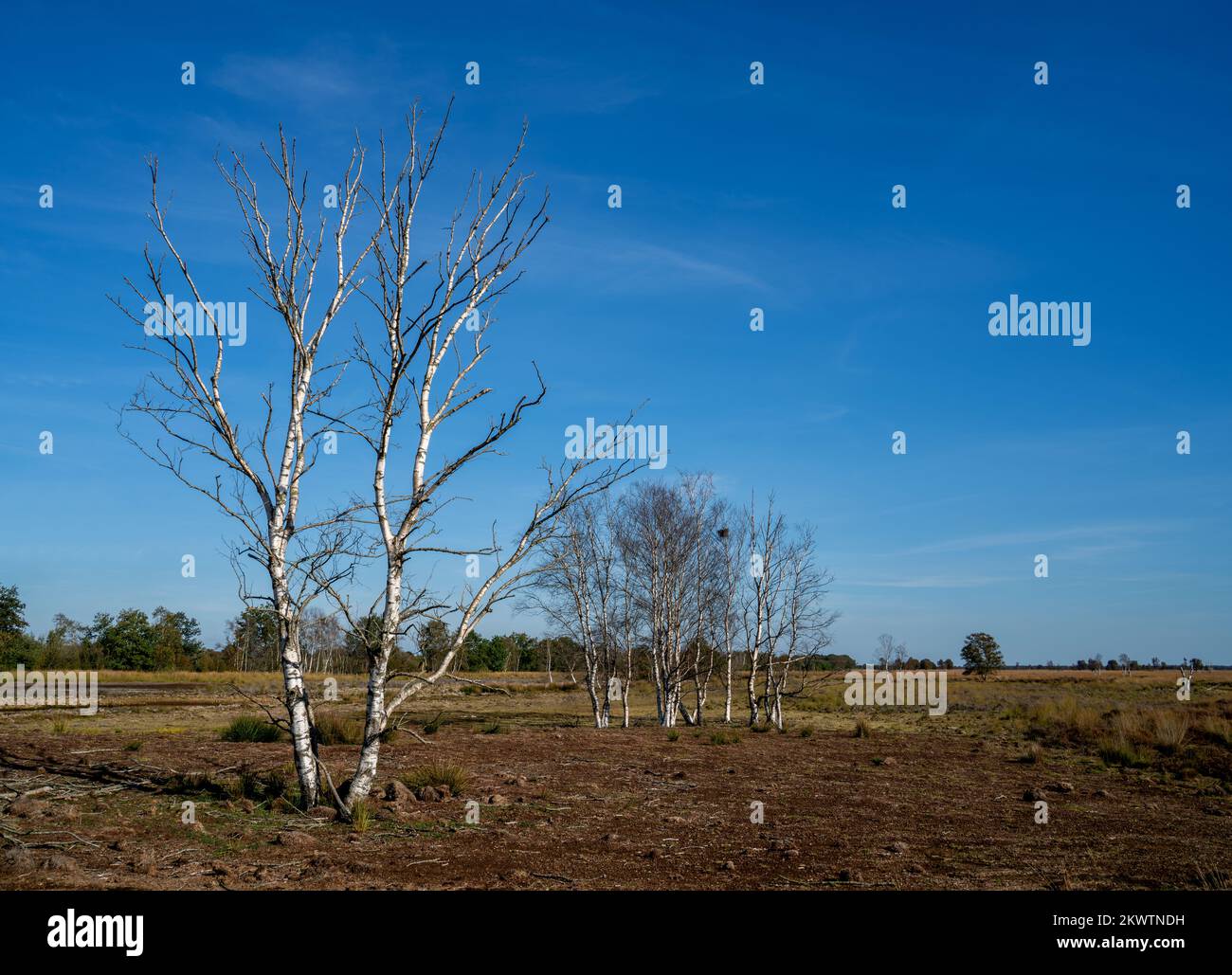 Birch swamp hi-res stock photography and images - Alamy